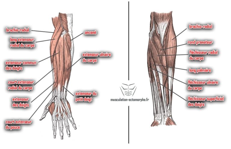 Comment se Muscler les Avant-Bras efficacement